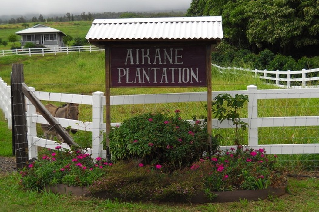 Aikane Plantation Coffee Co. | Go Hawaii